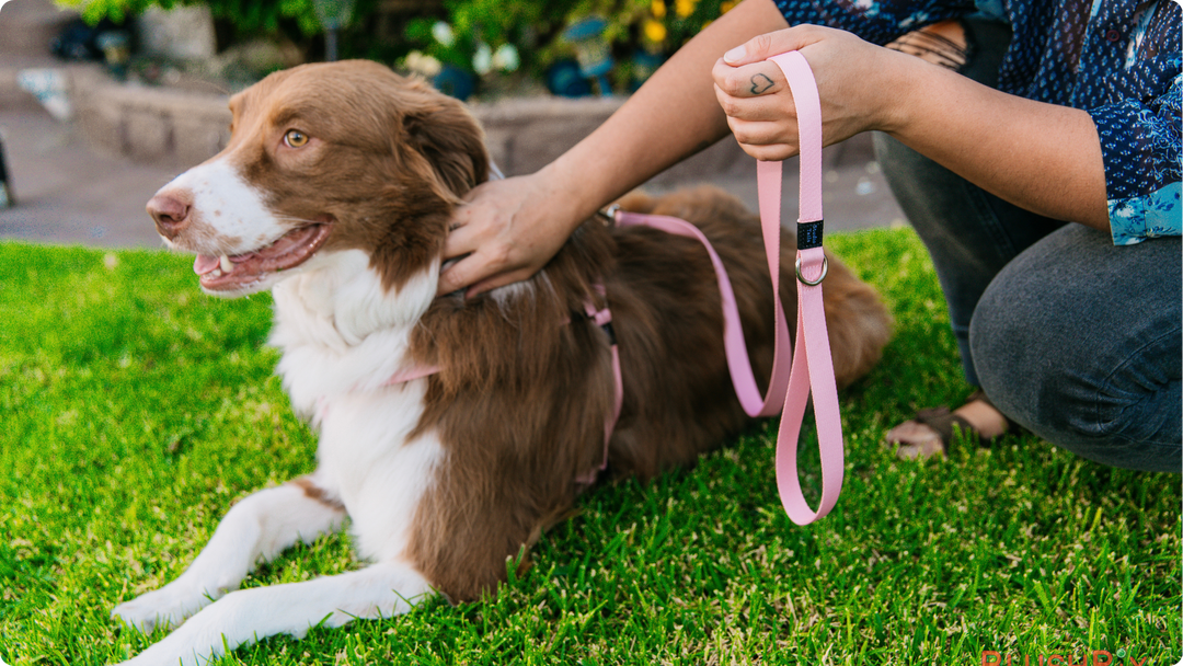 The Lifecycle of Plastic: Studio Tails' Sustainable Journey