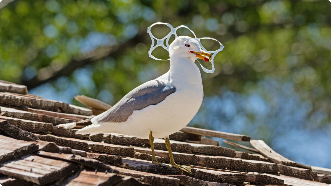 5 Animal Species Affected by Plastic Pollution and How Studio Tails Is